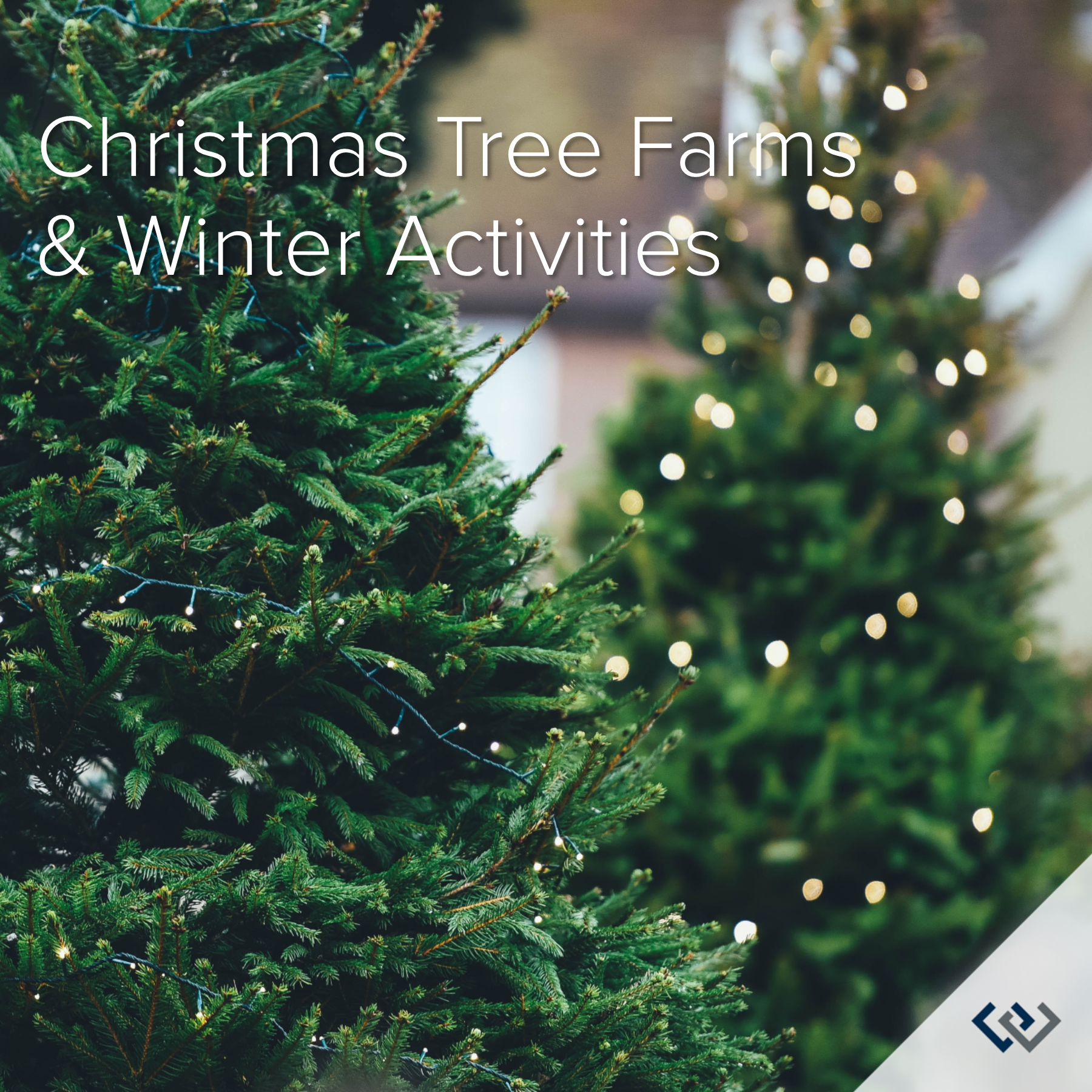 Christmas Tree Farms Winter Activities Heather Potts